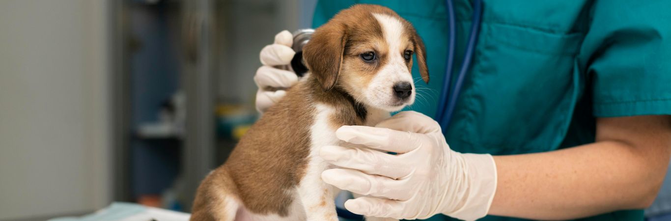 Escola de Barra do Ribeiro cria SUS para os animais